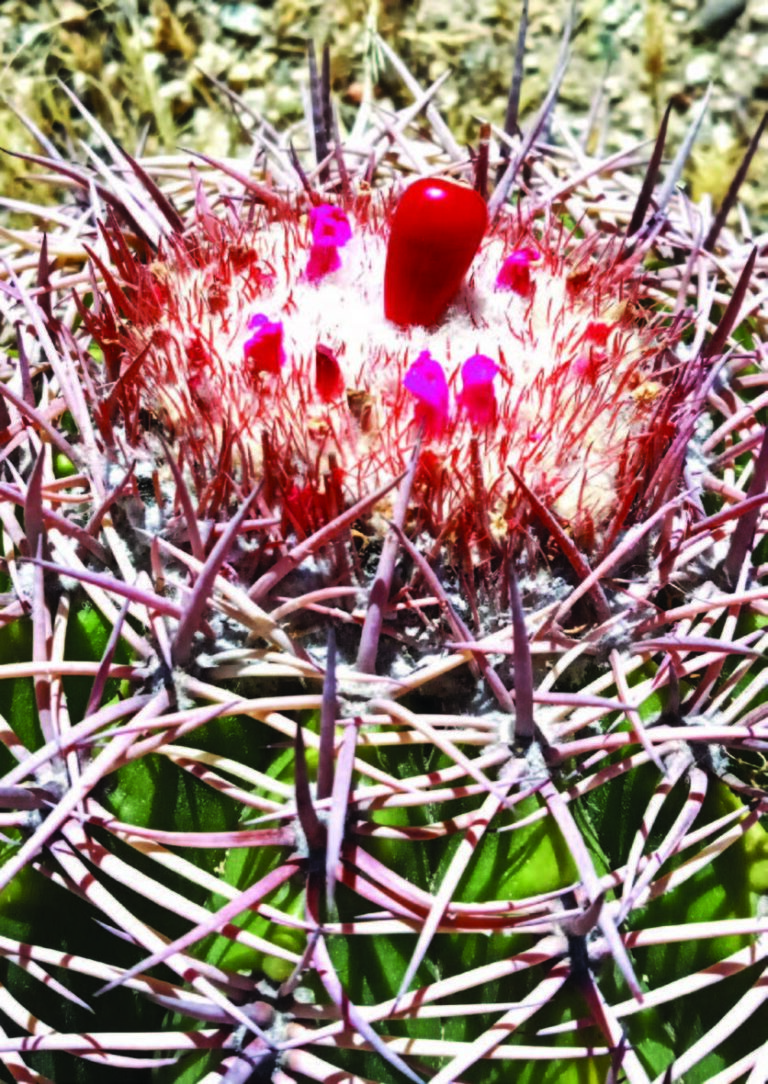 Desert Species of Peru and their Conservation – Cactus & Succulent ...