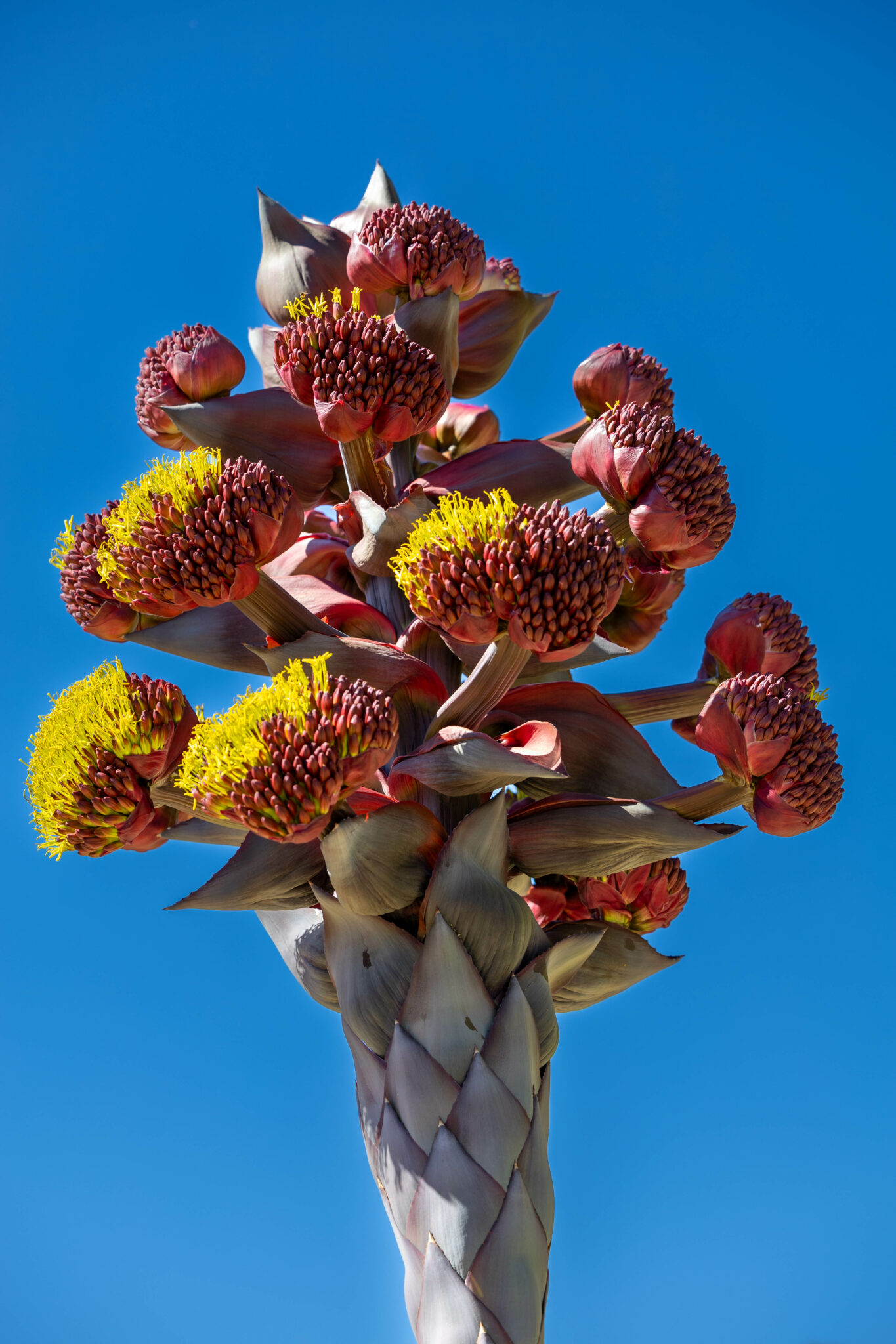 2024 CSSA Cover Shot Photo Contest Winners Announced – Cactus ...