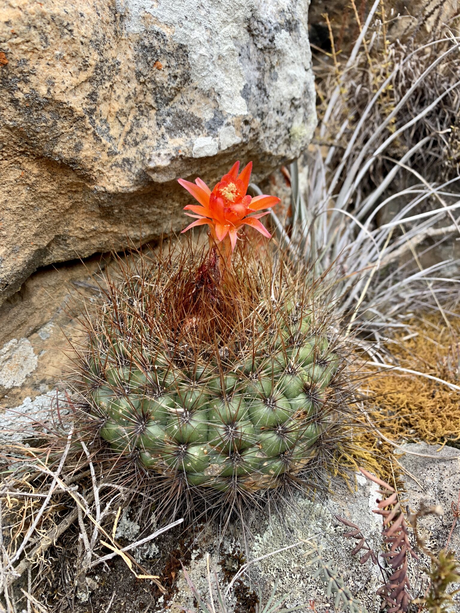 Past Webinar: The Legacy of Professor Werner Rauh and Travels in Peru ...